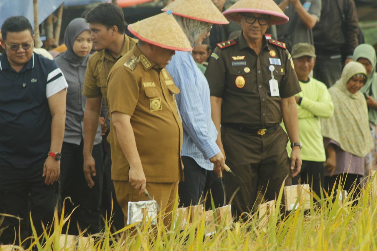 Stop Beli Gabah Petani, Gubernur Bakal Panggil Kepala Bulog Babel